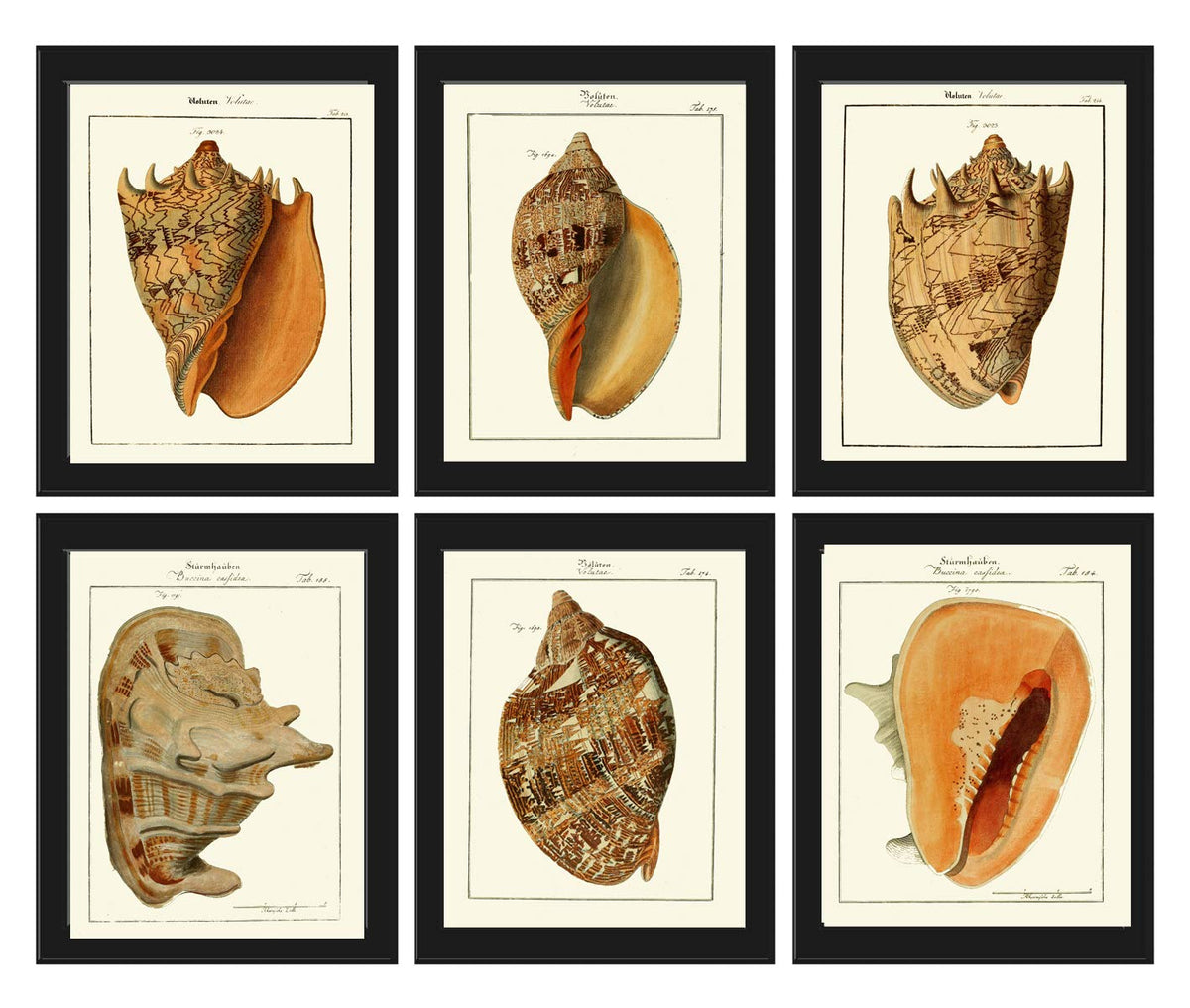 EMPTY - HAND COLORED ANTIQUE PRINTS: SEA SHELLS UP TO 300 YEARS OLD ...